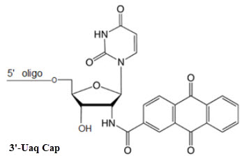 Uaq Cap Oligonucleotide Modification from Bio-Synthesis